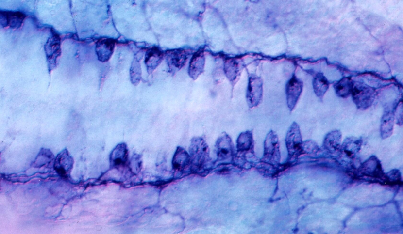 SIBBIL: Navigation, sensorimotor integration brain & body integration ...