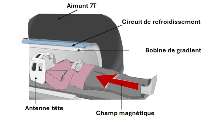 A 7-Tesla MRI machine at Paris Brain Institute - behind the scenes of ...
