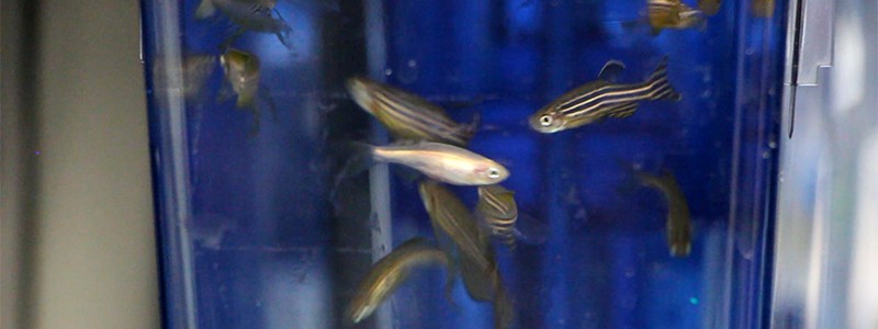 Zebras (fish) | Paris Brain Institute