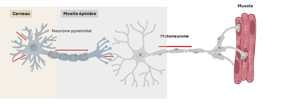 Motor skills | Paris Brain Institute