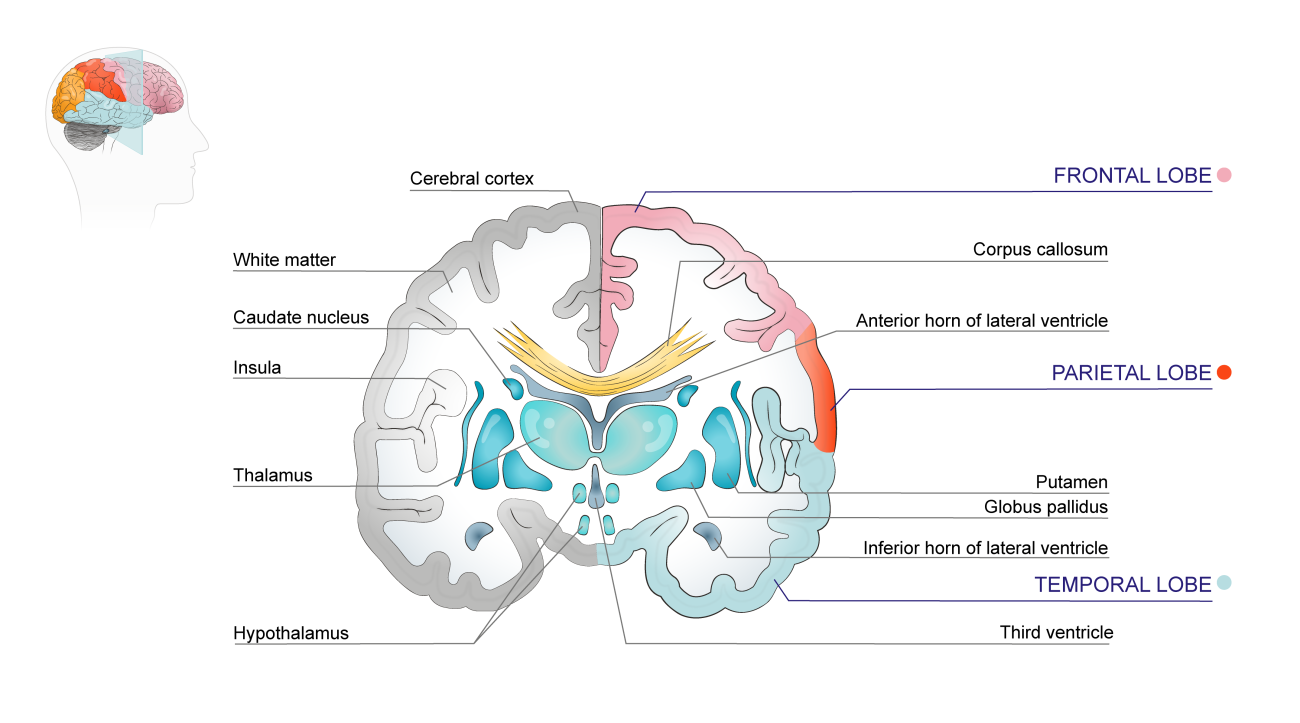 Understanding the Brain | Paris Brain Institute