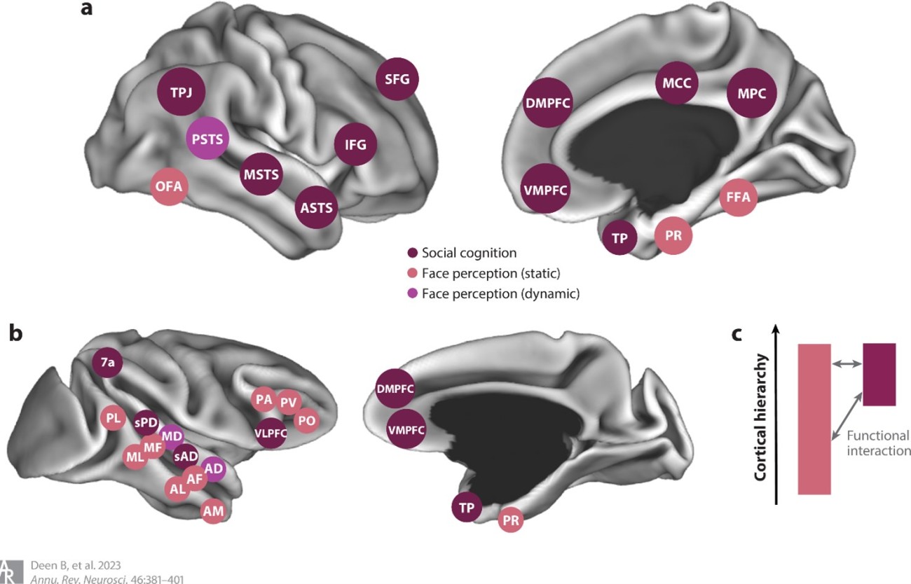 Interactions sociales : cerveau, empathie & troubles | Institut du Cerveau