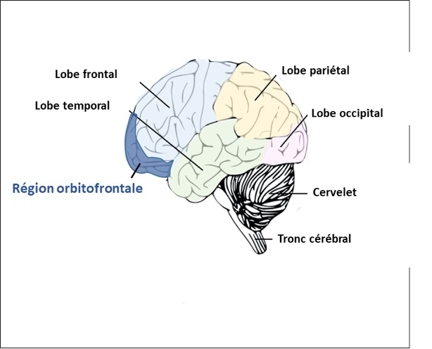 What are the Biological Mechanisms of OCD? | Paris Brain Institute