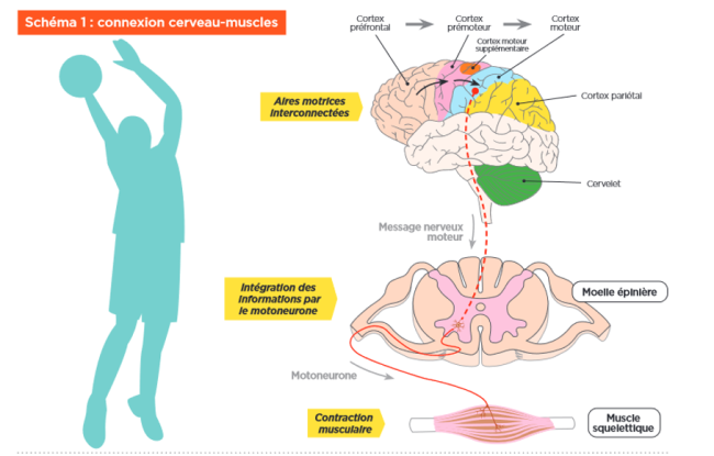Motor skills | Paris Brain Institute